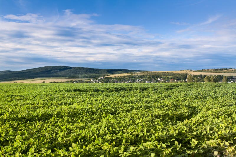Cultivated soy field stock photo. Image of healthy, landscape - 20849828