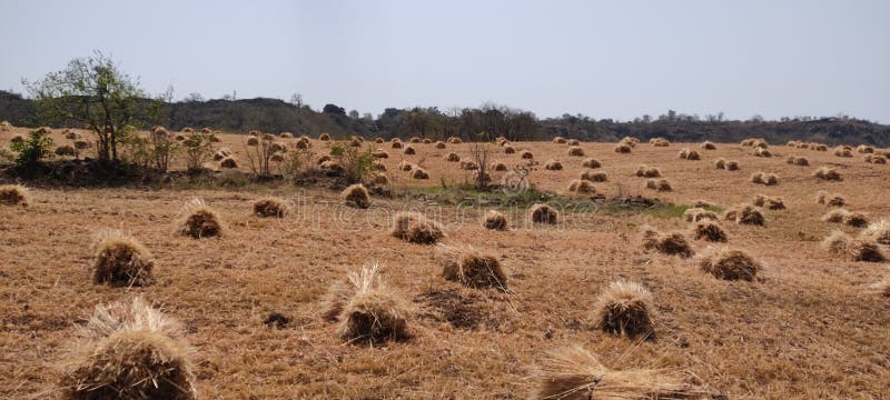 Cultivated Wheat Crop in Farms Stock Photo - Image of grain, farmer ...