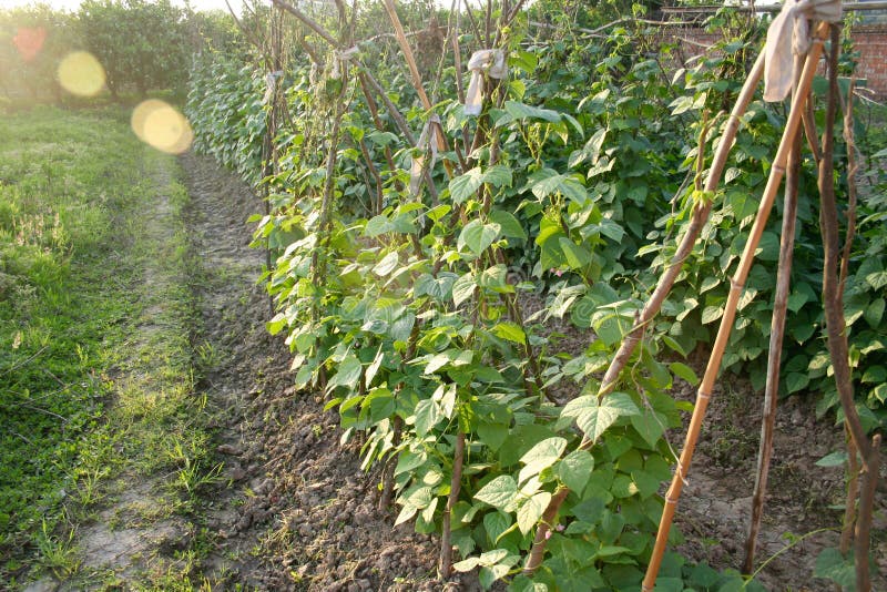 Cultivating beans stock image. Image of crop, cultivated - 12016059