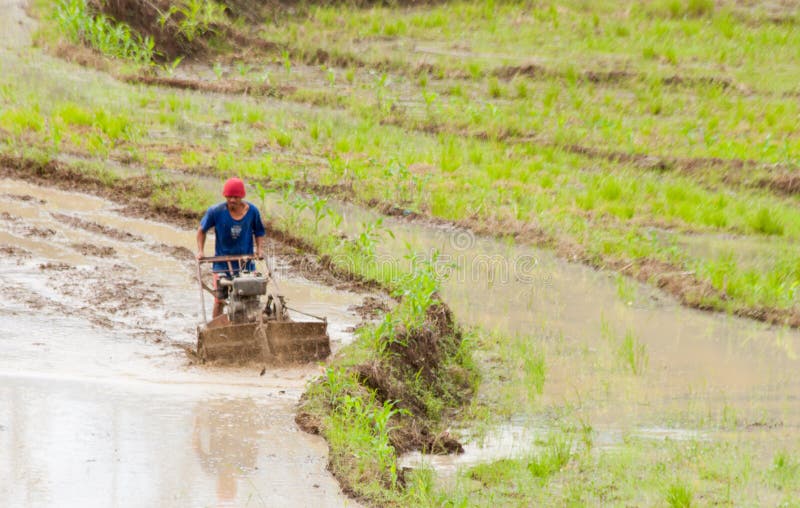 Rice Farm Equipment Philippines Stock Photos - Free & Royalty-Free ...