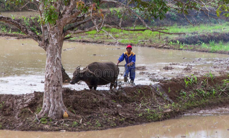 Cultivating farm editorial photography. Image of vegetable - 27553397