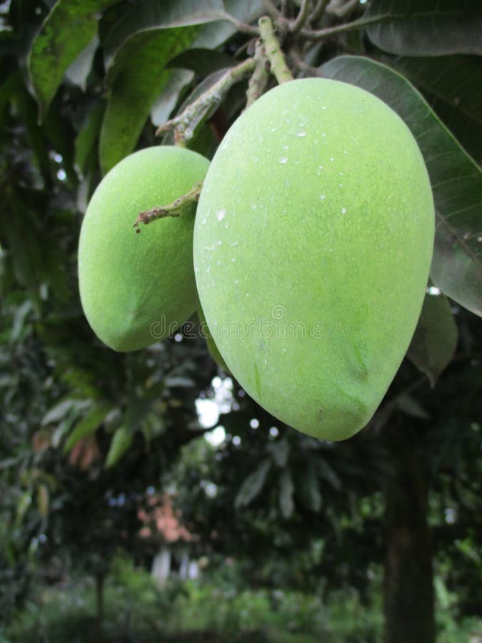 Cultivation of Mango Plantations on the Edge of Irrigation and on the ...