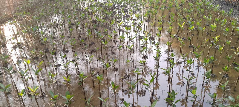 Cultivating Mangrove Tree Seedlings on the Shoreline of Cilebar,karawang,West Java Stock Photo ...