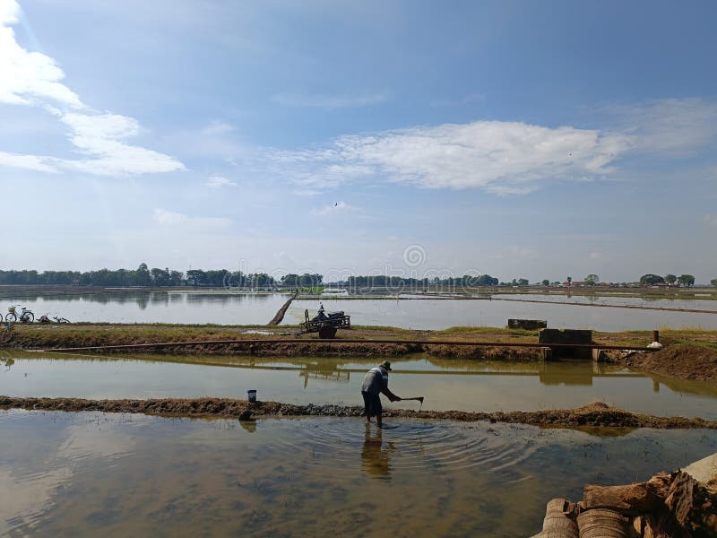 Cultivating Rice in the Paddy Fields Editorial Photography - Image of ...