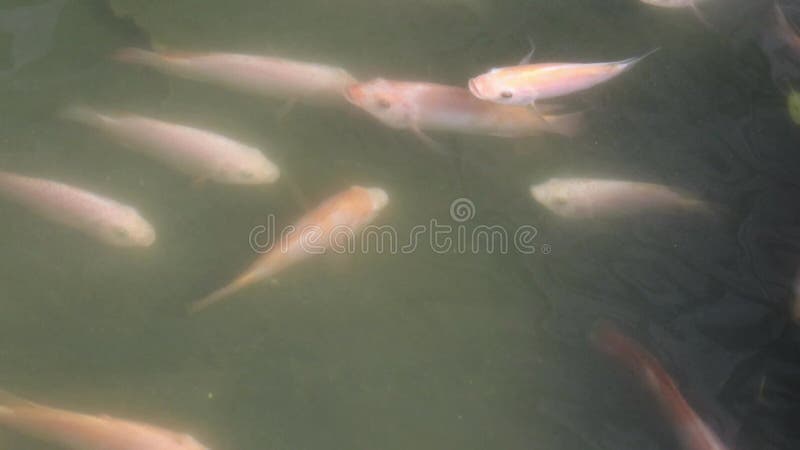 Cultivating tilapia fish stock footage. Video of fish - 314674862