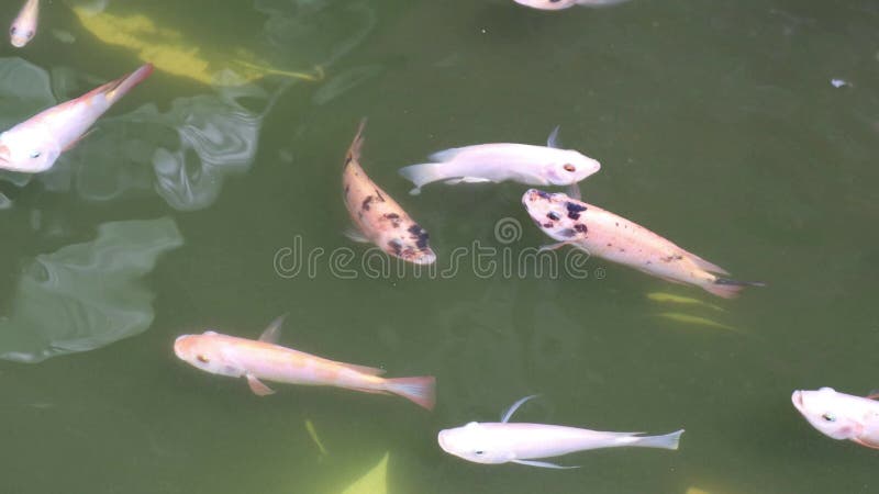 Cultivating tilapia fish stock footage. Video of fish - 314675328