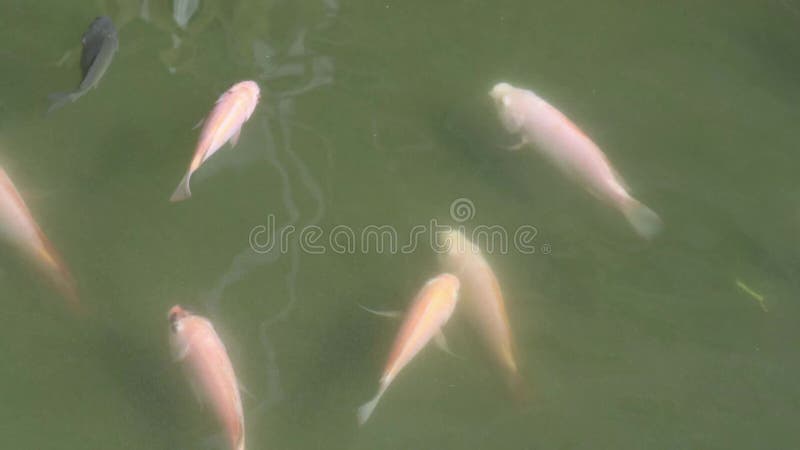 Cultivating tilapia fish stock video. Video of home - 314706589