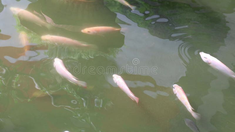 Cultivating tilapia fish stock footage. Video of small - 314706832