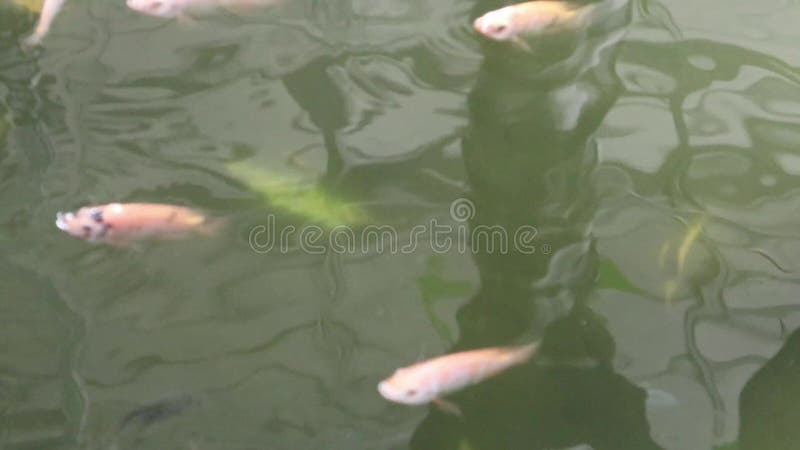 Cultivating tilapia fish stock video. Video of outdoor - 314707551