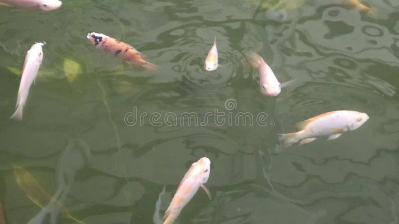 Tilapia cultivation stock video. Video of pond, cultivation - 314707789