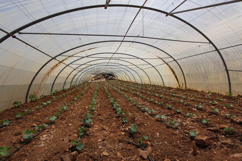 1,081 Protected Cultivation Stock Photos - Free & Royalty-Free Stock ...