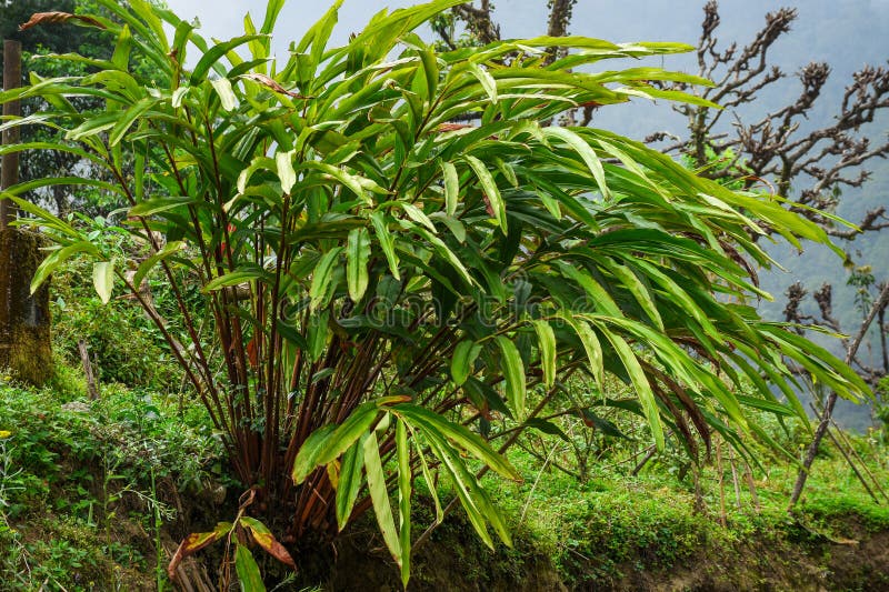 Cultivation of Amomum Subulatum Known As Large Cardamom Stock Image ...