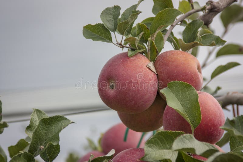 Cultivation of Apples Detail Stock Image - Image of facts, orchard ...