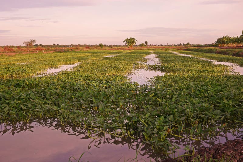 Water Spinach or Chinese Convolvulus a Semi Aquatic Vegetable Plant ...