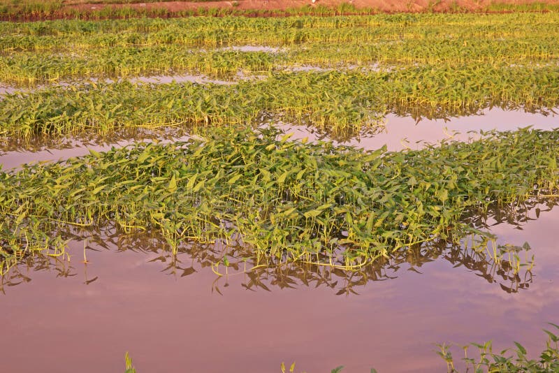 Water Spinach or Chinese Convolvulus a Semi Aquatic Vegetable Plant ...
