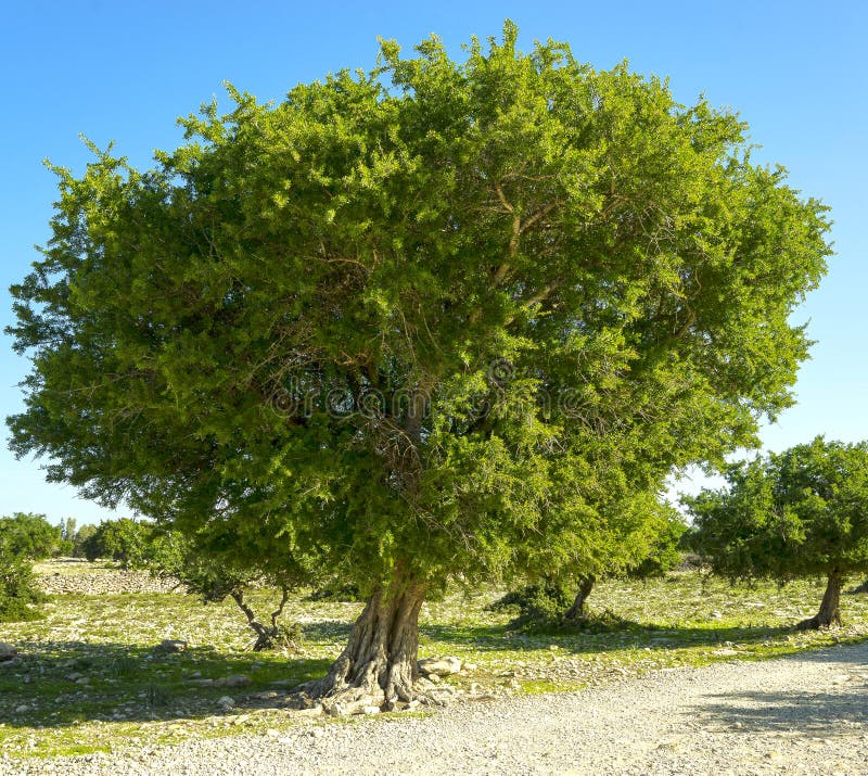 Argan Tree With Nuts On Branches Stock Photo - Image of argan, green ...