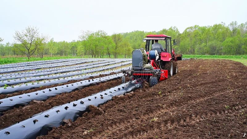 Cultivation of Berries and Vegetables Using Mulching Method Stock Video ...
