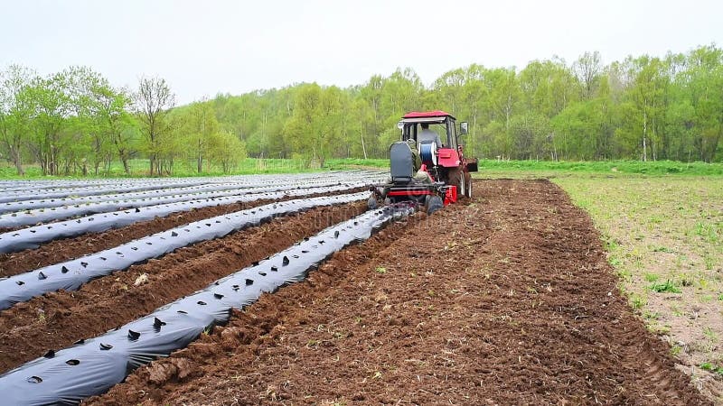 Cultivation of Berries and Vegetables Using Mulching Method Stock Video ...