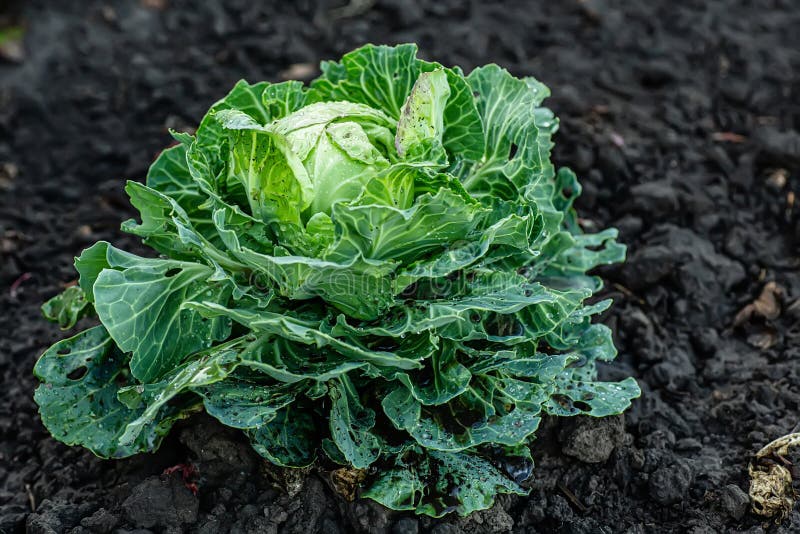 Cultivation of Cabbage. Cabbage Head Growing on Vegetable Bed in Garden ...
