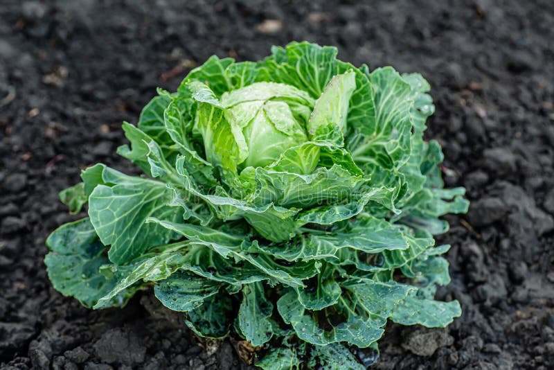 Cultivation of Cabbage. Cabbage Head Growing on Vegetable Bed in Garden ...