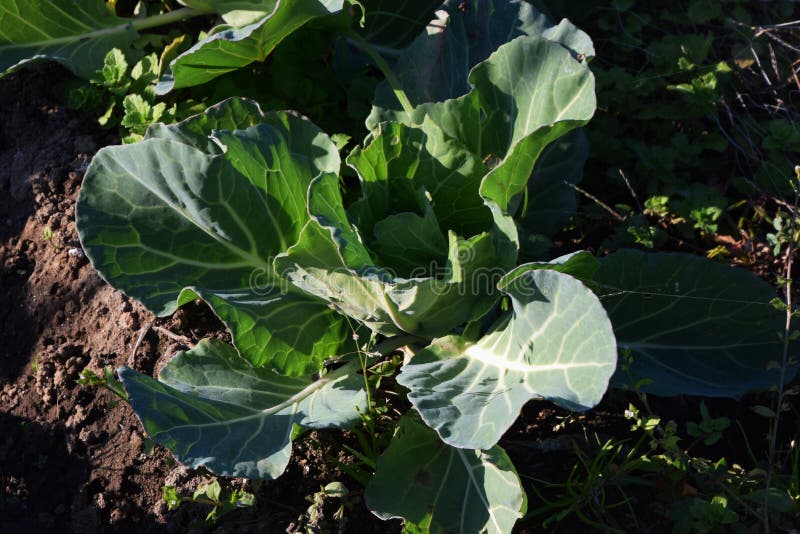 Cultivation of cabbage stock image. Image of fertilizer - 105161457