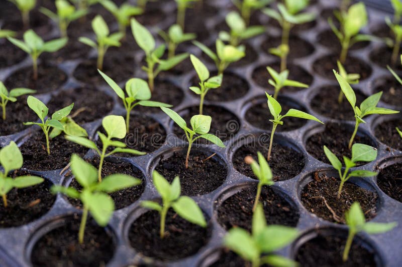 Cultivation Chilli Sprout in Soil Tray Stock Image - Image of leaf ...