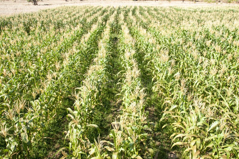 Cultivation of corn. stock photo. Image of fruit, green - 29321118
