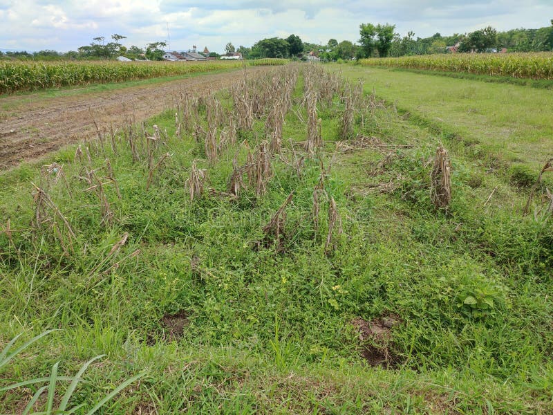 Cultivation of Corn Food Crops in Rice Fields Stock Photo - Image of ...
