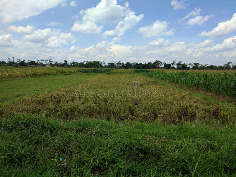 Cultivation of Corn Food Crops in Rice Fields Stock Photo - Image of ...