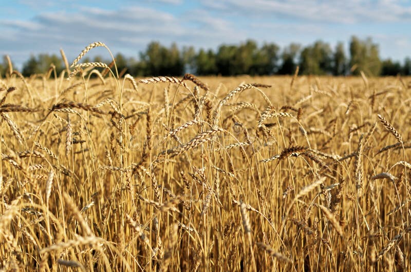 Cultivation of Crops in the Fields Stock Photo - Image of crops ...