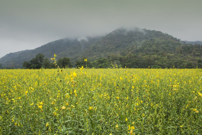 Cultivation CROTALARIA JUNCEA, SunHemp Stock Photo - Image of ...