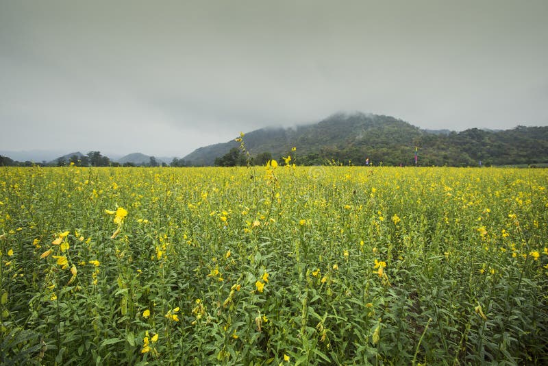 Cultivation CROTALARIA JUNCEA, SunHemp Stock Image - Image of ...