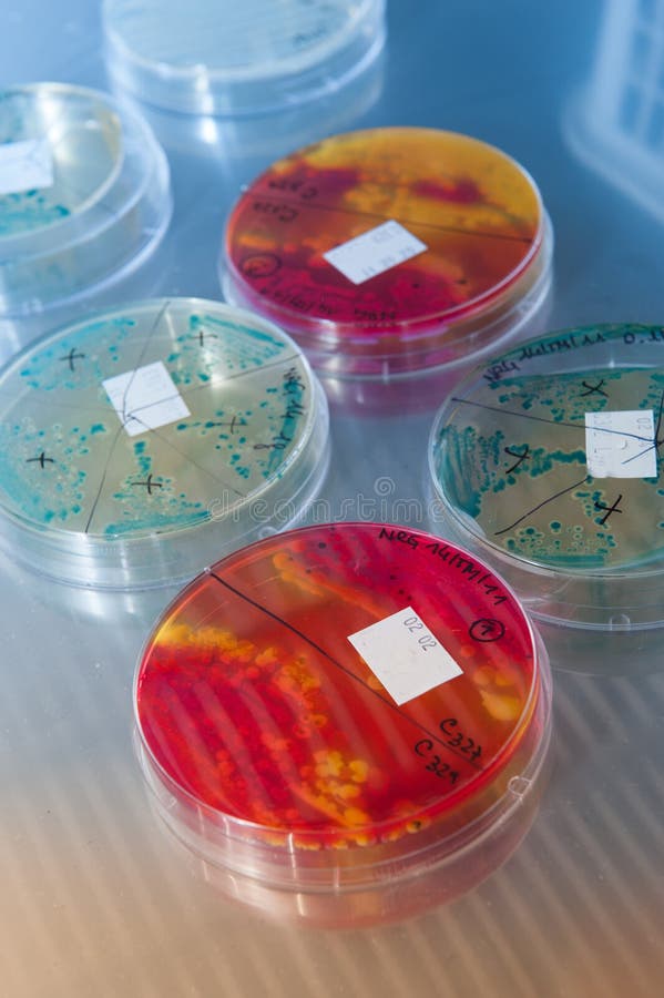 Cultivation of Virus Bacteria in a Scientific Laboratory Stock Image ...