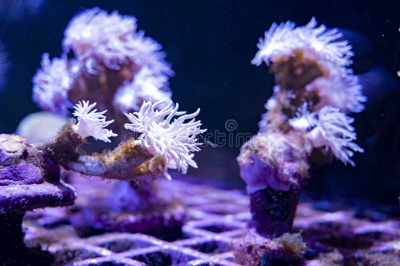 Cultivation of Different Corals on Underwater Coral Farm Stock Image ...