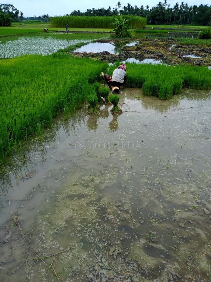 Cultivation, a Farmer Working on the Rice Field Stock Photo - Image of ...