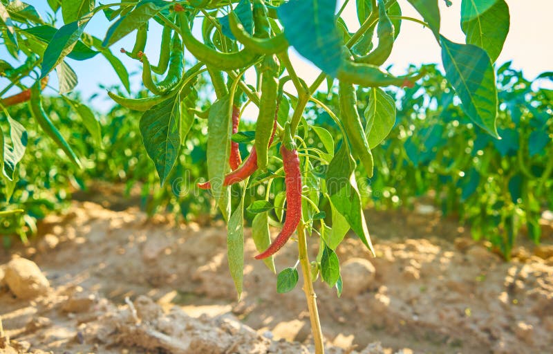 Cultivation Field of Pepper Plants with Green and Red Peppers Stock ...