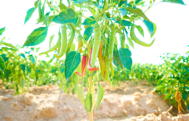 Cultivation Field of Pepper Plants with Green and Red Peppers Stock ...