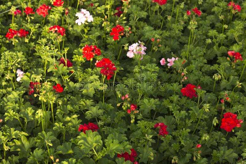 Cultivation Flowers in a Greenhouse Stock Photo - Image of baskets ...