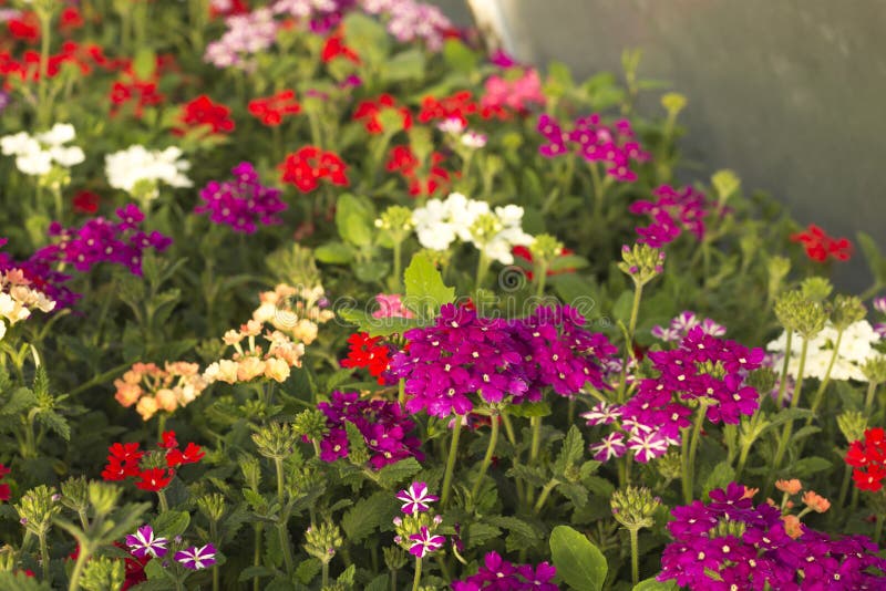 Cultivation Flowers in a Greenhouse Stock Image - Image of blooms ...