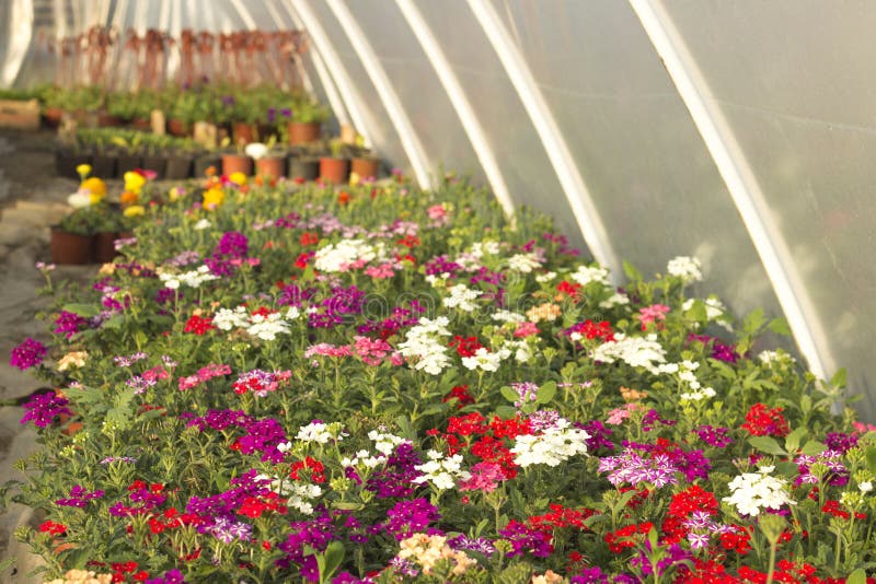 Cultivation Flowers in a Greenhouse Stock Photo - Image of fresh ...