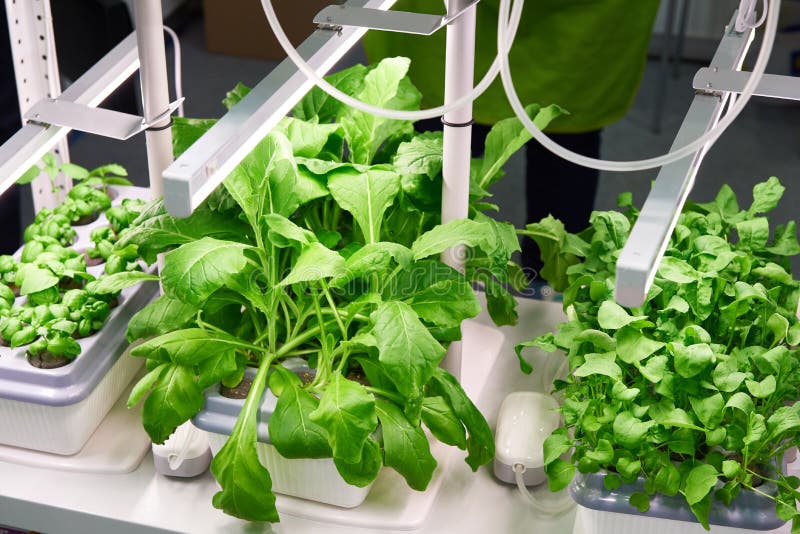 Cultivation of Plants by Modern Methods Stock Photo - Image of method ...