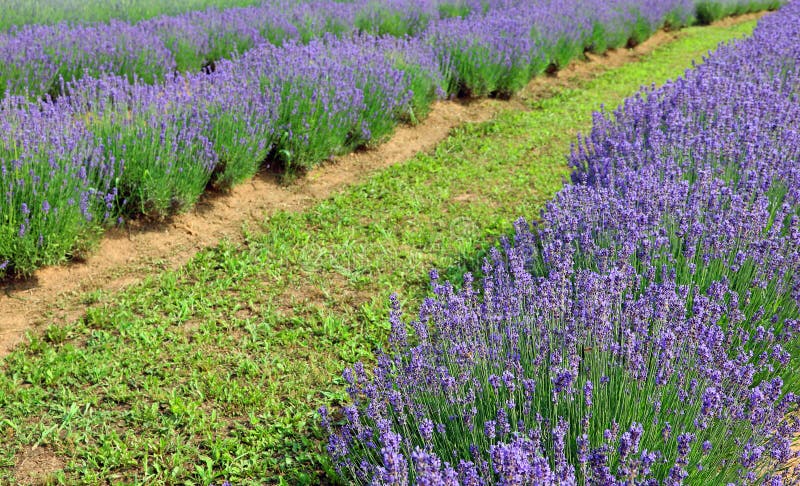 Cultivation of Fragrant Lavender in Lavender Field in Spring Stock ...
