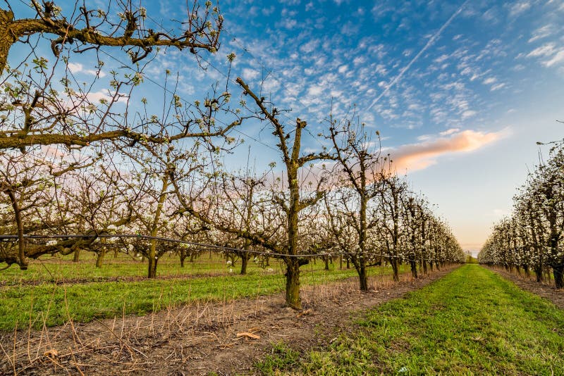 Cultivation of Fruit Trees in Bloom Stock Photo - Image of countryside ...