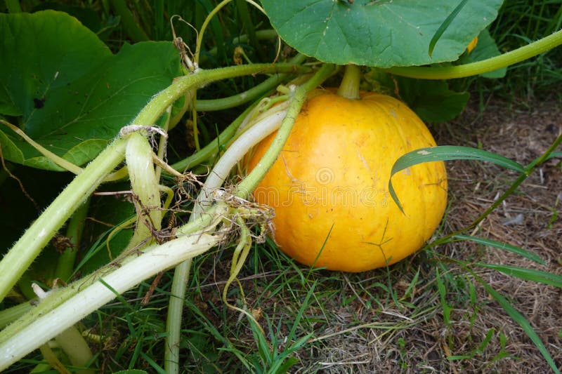 Cultivation of Giant Pumpkins Growing in the Ground. Pumpkin Fruit for ...