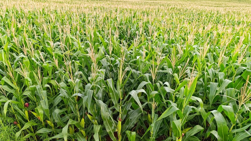 Cultivation of Green Corn for Silage Stock Photo - Image of water, corn ...