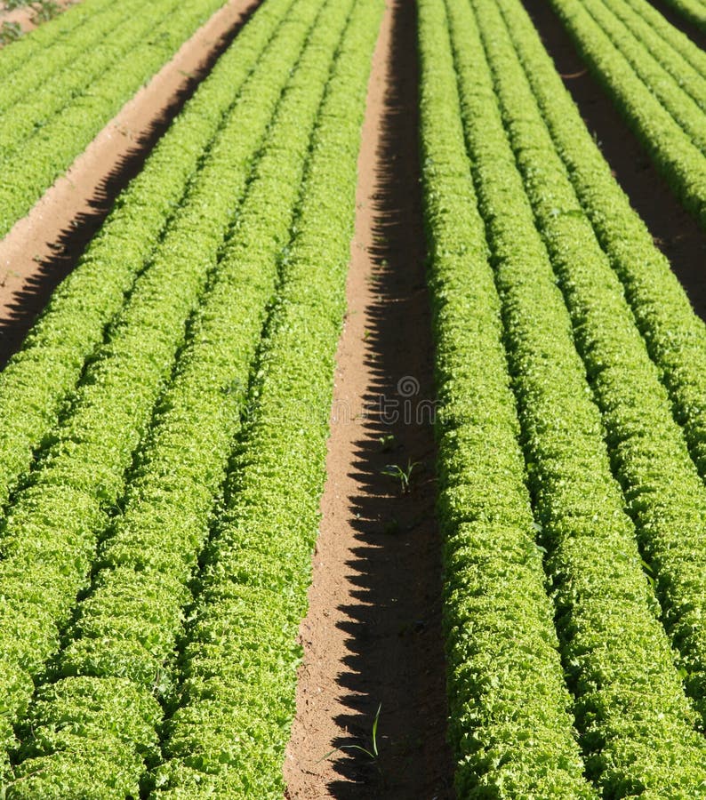 Cultivation of Green Salad in Agricultural Area 1 Stock Photo - Image ...