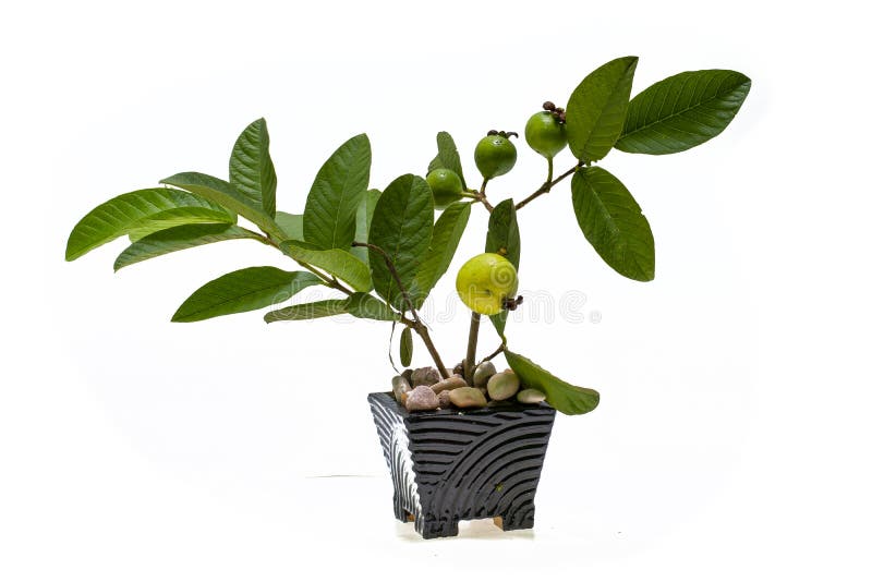 Guava Plant in Pot on White Background Stock Photo - Image of guajava ...