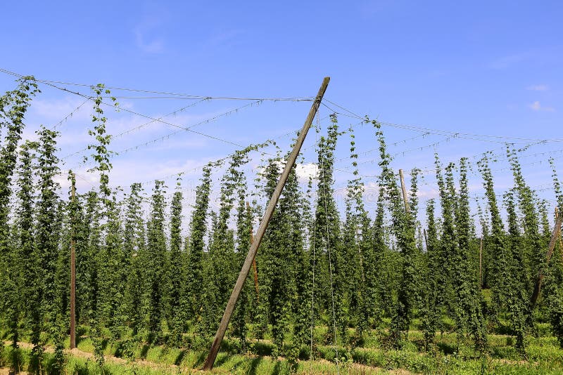Cultivation of hops stock photo. Image of seasoning, humulus - 43292006