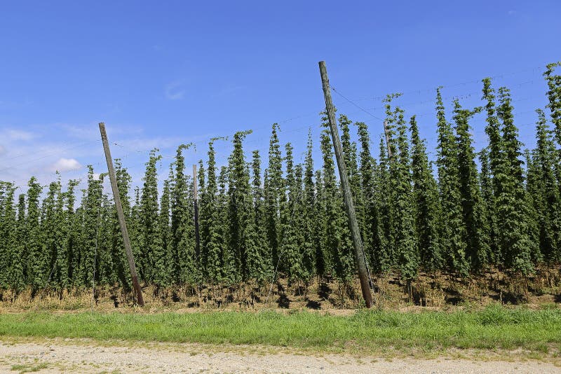 Cultivation of hops stock photo. Image of beer, garden - 43292668