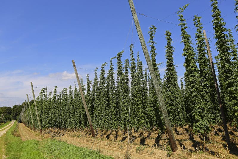 Cultivation of hops stock photo. Image of cone, ingredient - 43292724